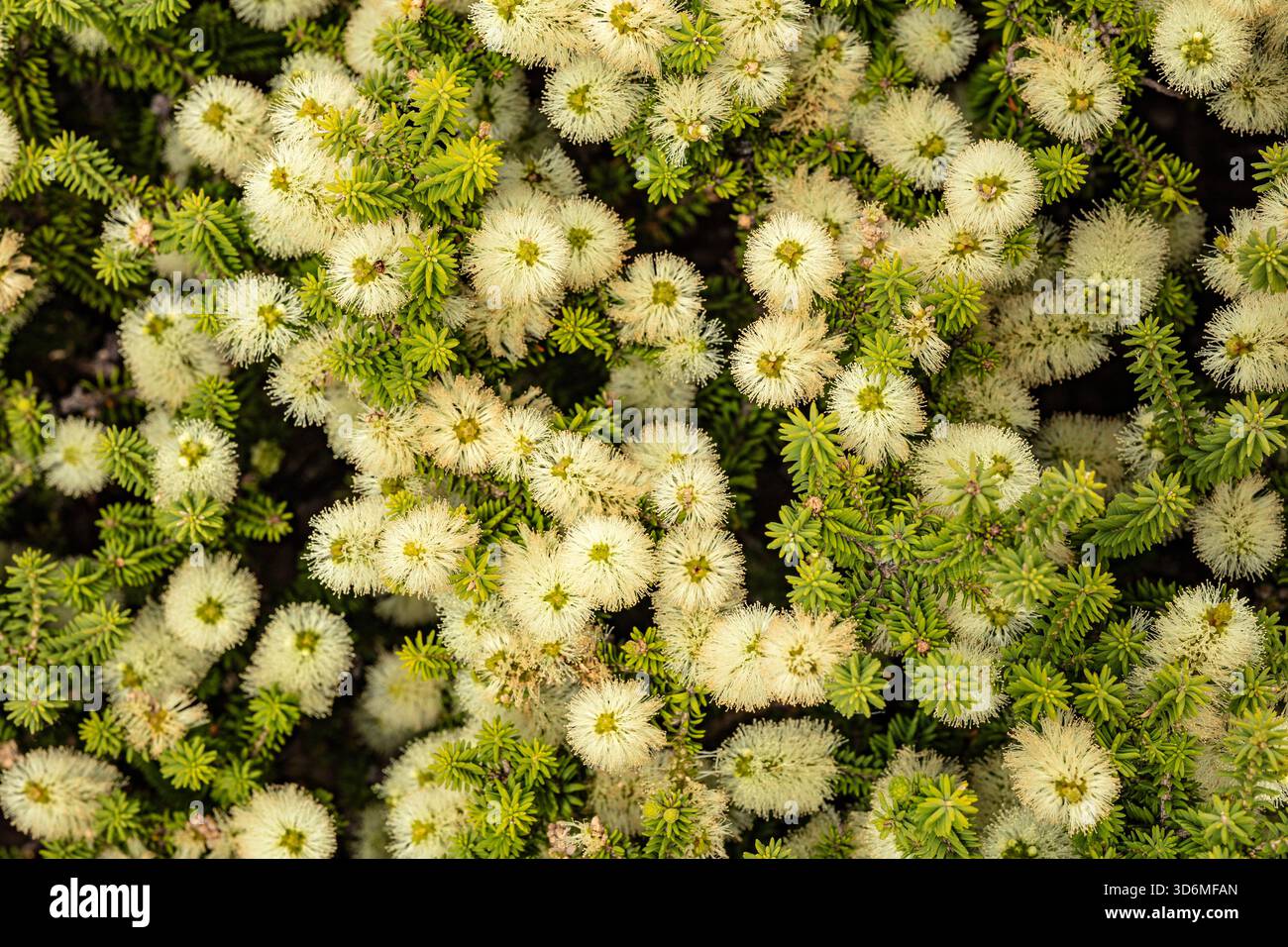 Semi open bottlebrush spikes hi-res stock photography and images - Alamy