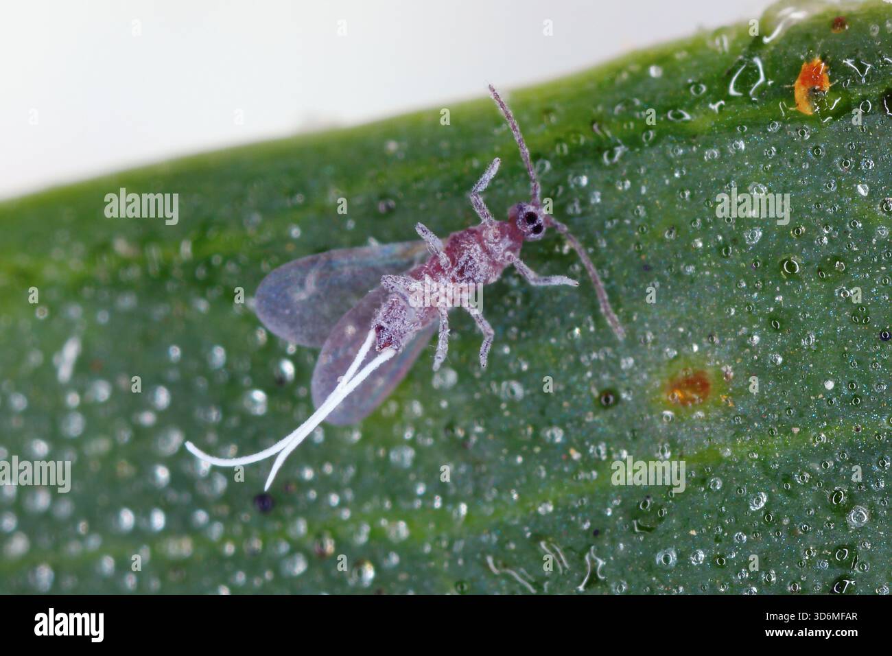 Pseudococcus longispinus, the long-tailed mealybug, in family ...
