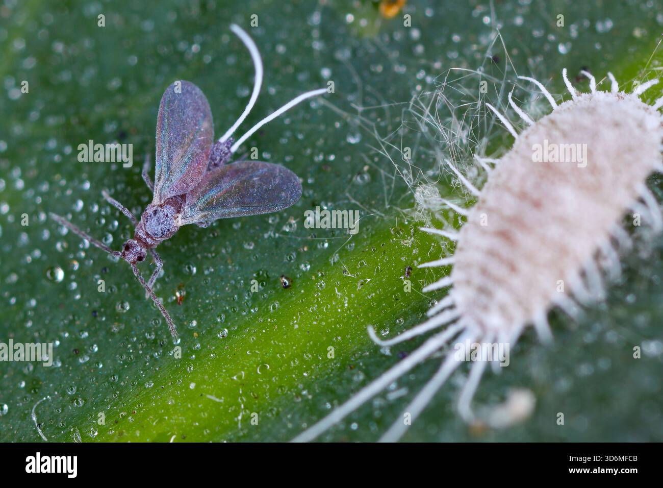 Winged male anf wingless female of Pseudococcus longispinus, the long ...