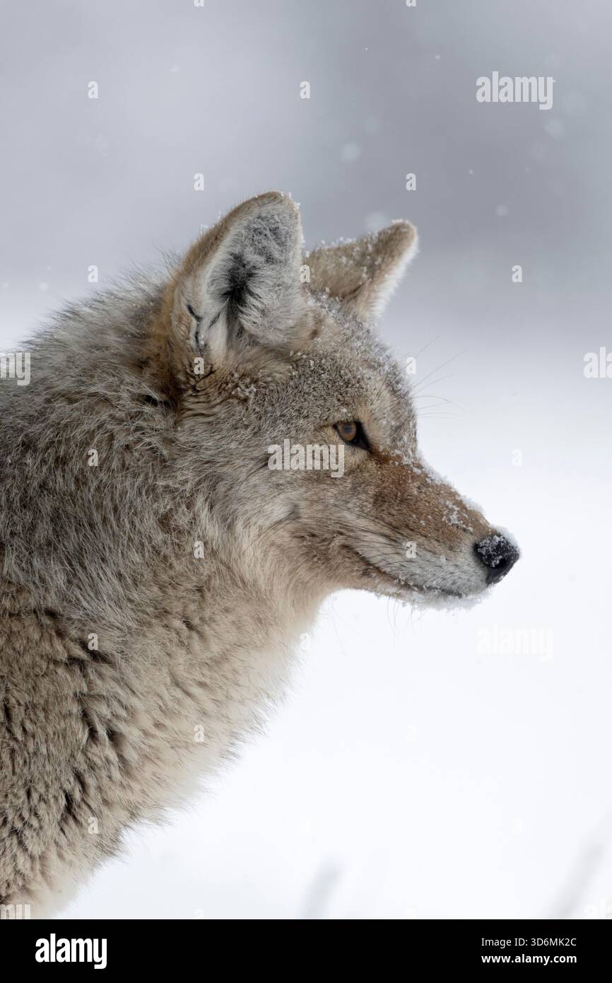 Coyote / Kojote ( Canis latrans ), in winter, light snowfall, snow ...