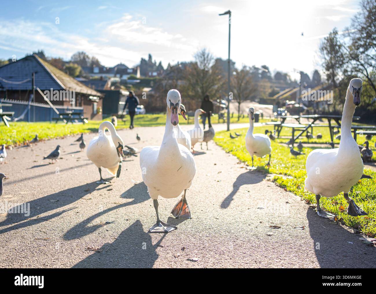 Kidderminster, UK. 21st November, 2025. UK weather: despite the ...