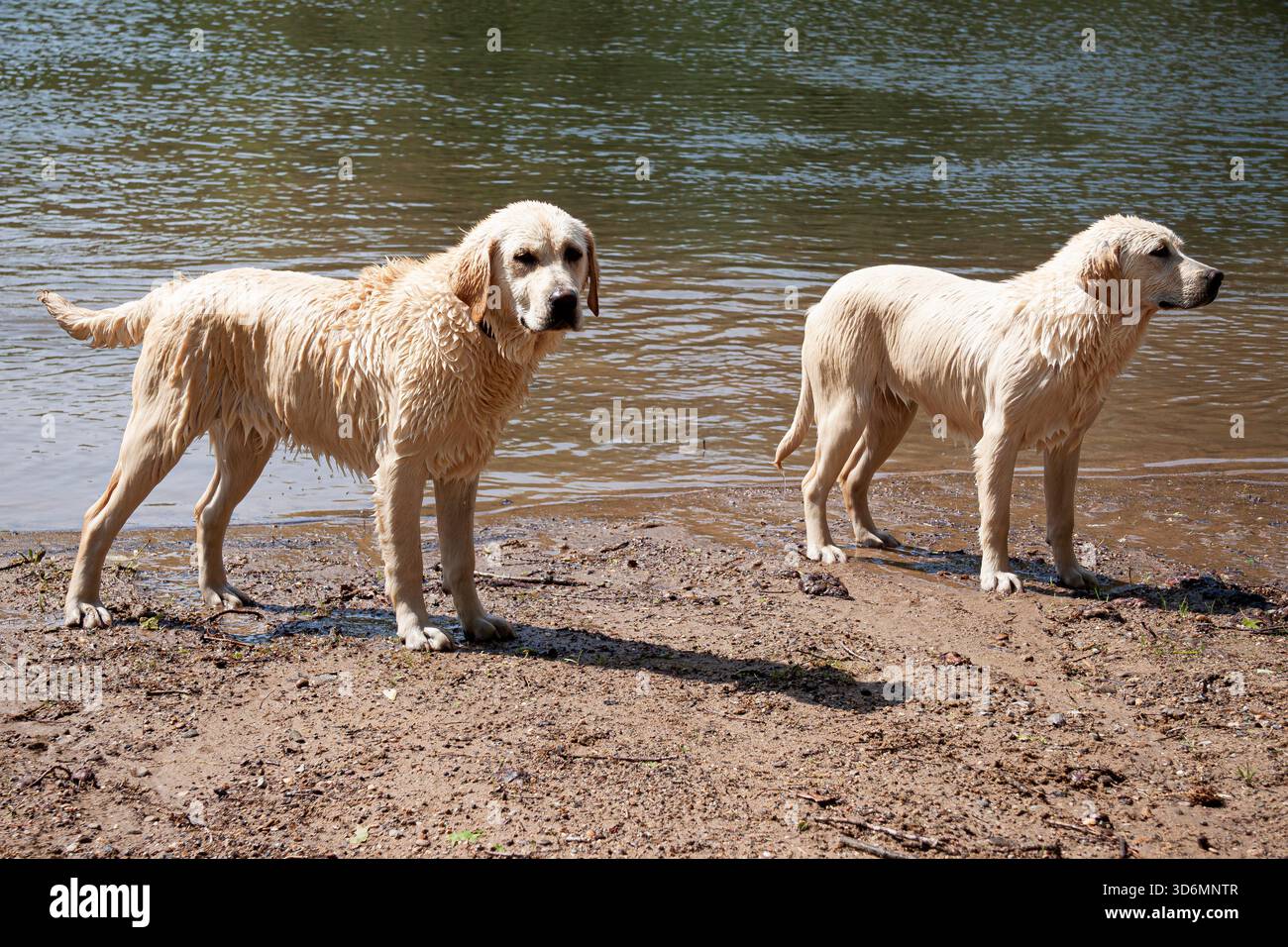 Golden gaze hi-res stock photography and images - Alamy