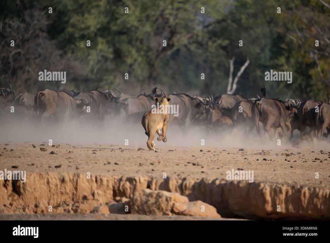 Lioness chasing Cape buffalo herd past trees Stock Photo - Alamy