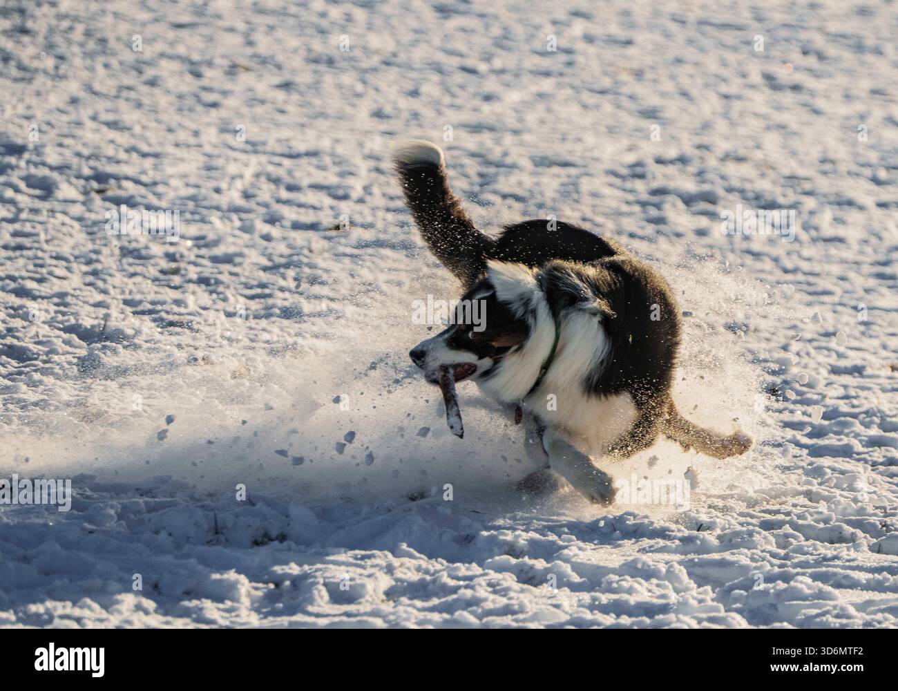 PRODUCTION - 21 November 2025, Hesse, Schmitten: A dog enjoys itself in ...