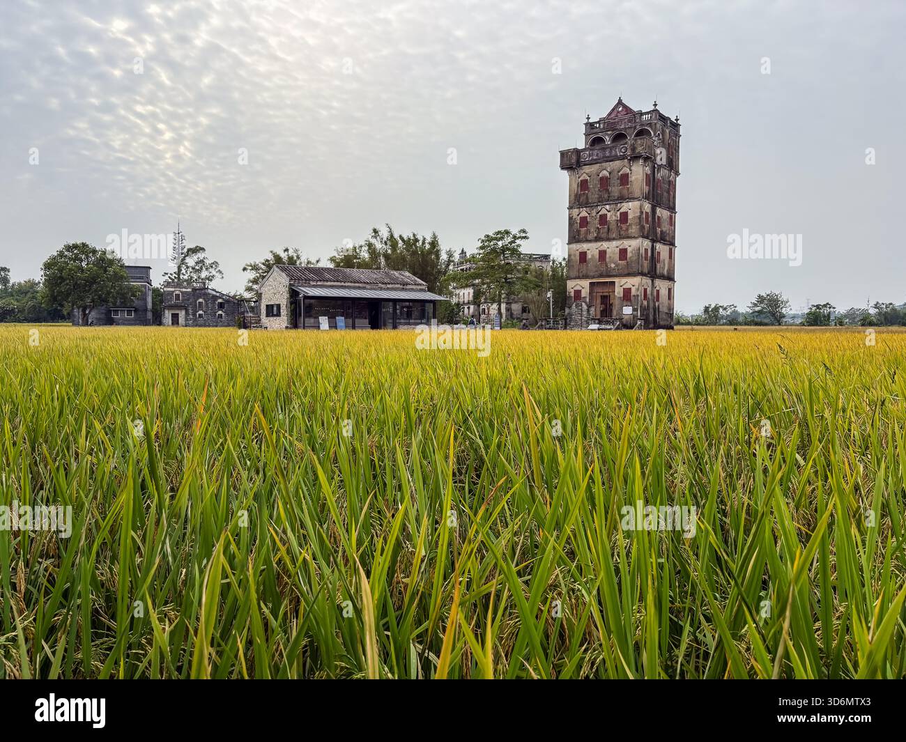 Diaolou watchtower stands tall amidst golden rice fields in Zili ...