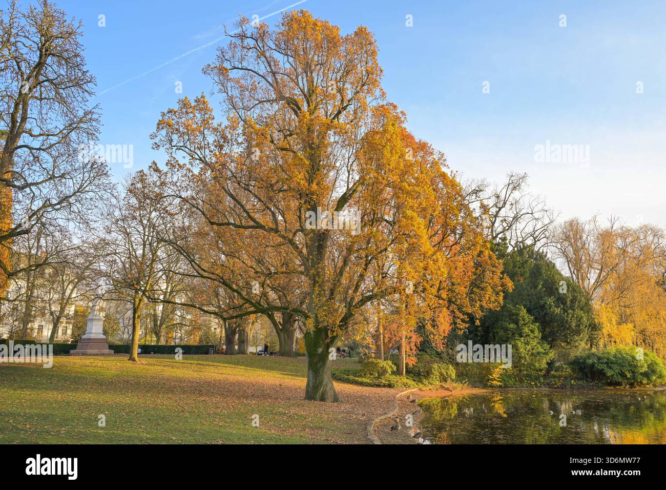 Herbst im Landschaftspark Warmer Damm, Wiesbaden, Hessen, Deutschland ...