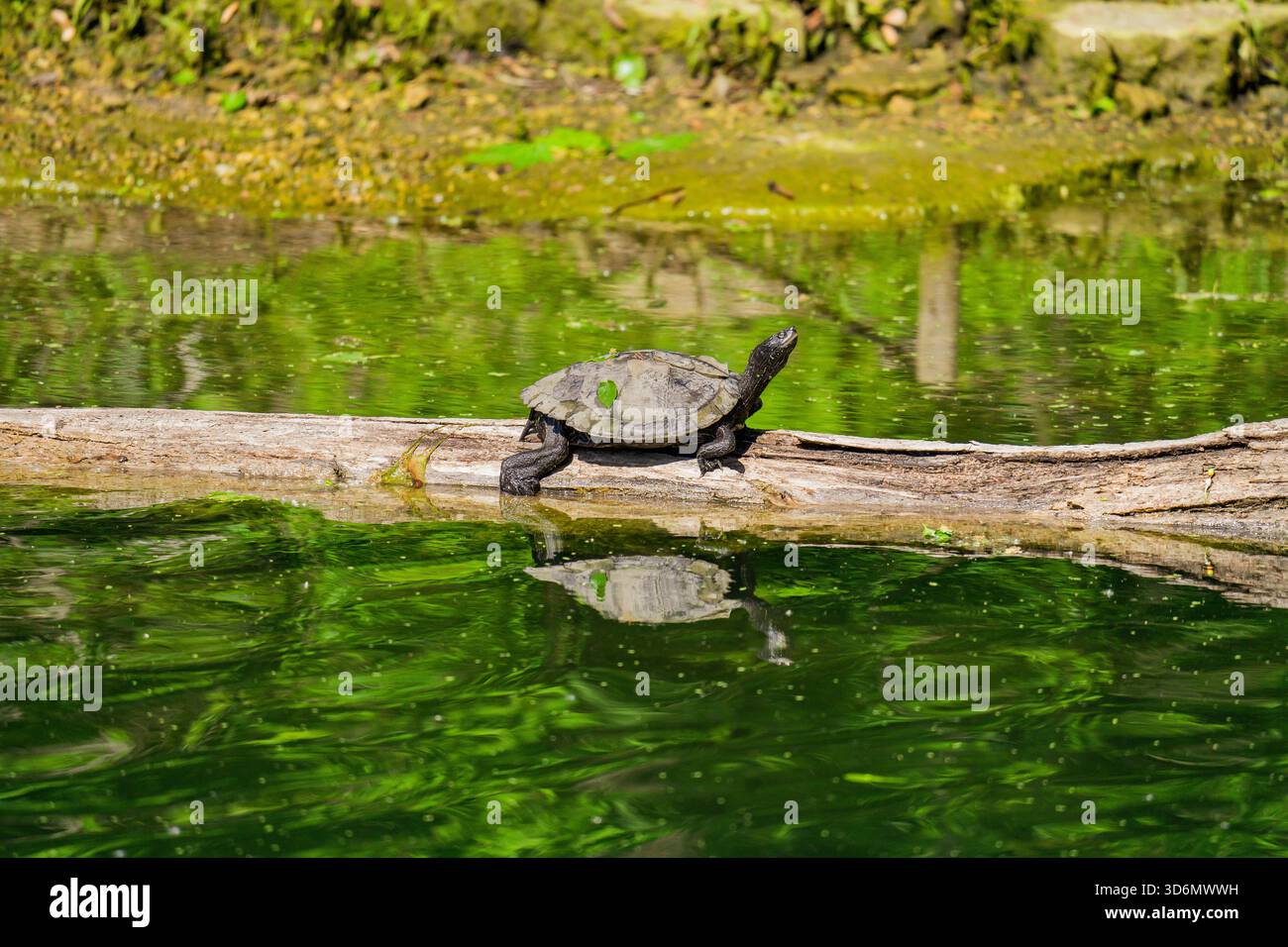 Map Turtle Basking on Log in Sunny Pond Stock Photo - Alamy