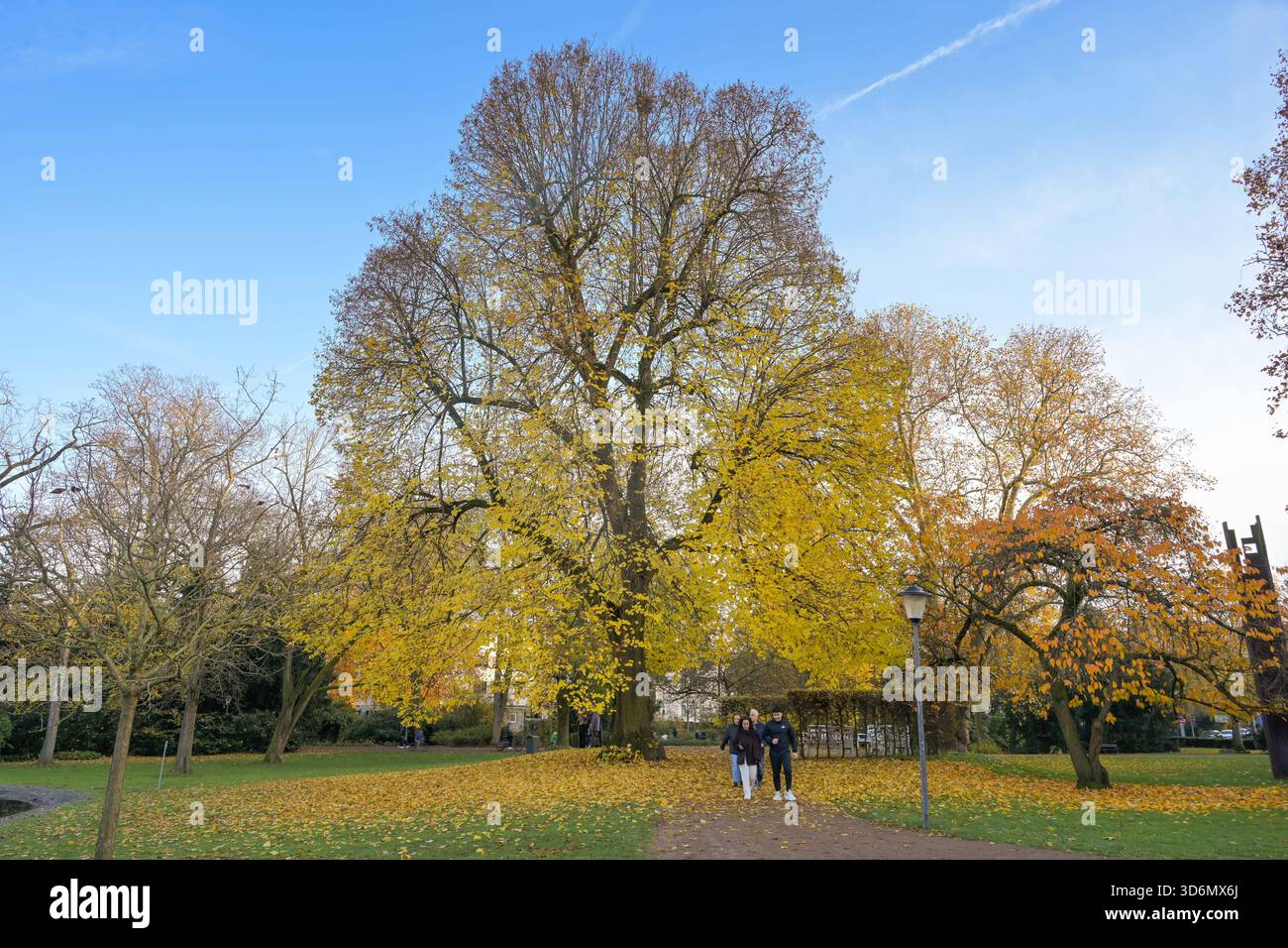 Herbst im Landschaftspark Warmer Damm, Wiesbaden, Hessen, Deutschland ...