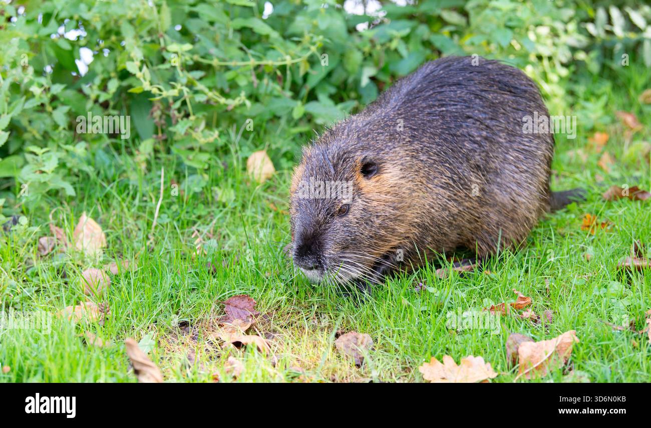 Nutria River Rat, Coypu, Herbivorous, Semiaquatic Rodent On The Summer ...