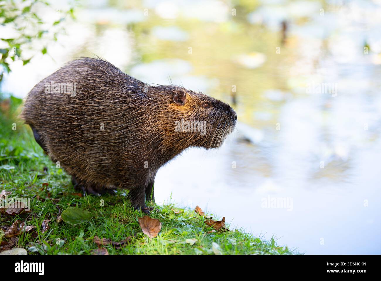 Nutria River Rat, Coypu, Herbivorous Semiaquatic Rodent Standing On A ...