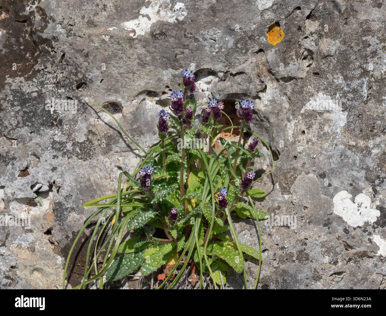 Anchusa variegata, an endemic plant of Greece and Balkans, on a ...