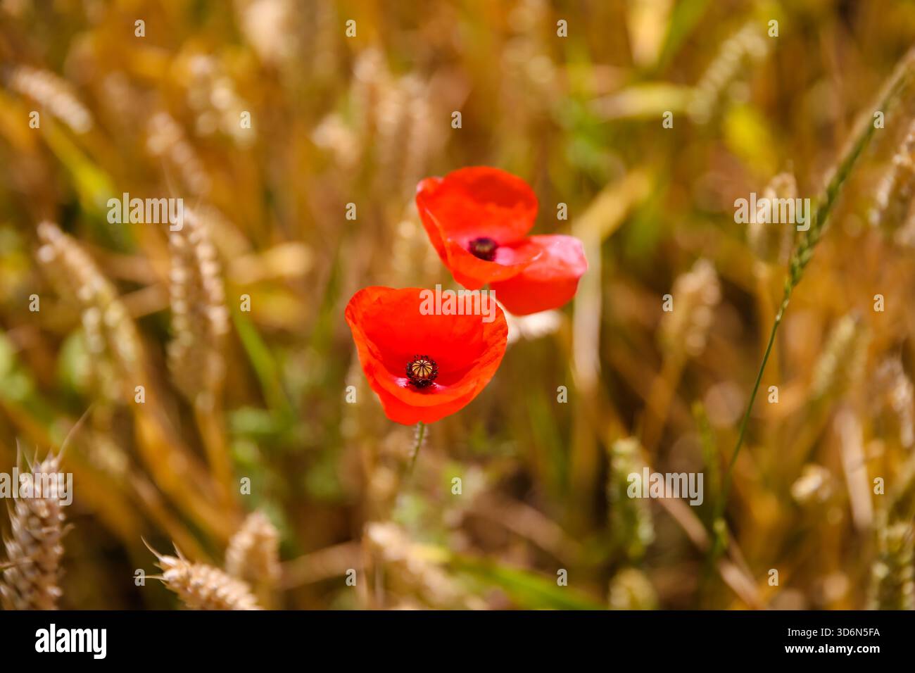 Red poppies growing in fields near Thiepval in the Somme region of ...