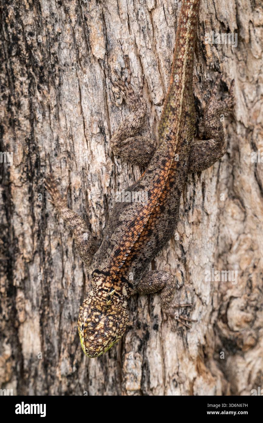 Chaco spiny lizard hi-res stock photography and images - Alamy