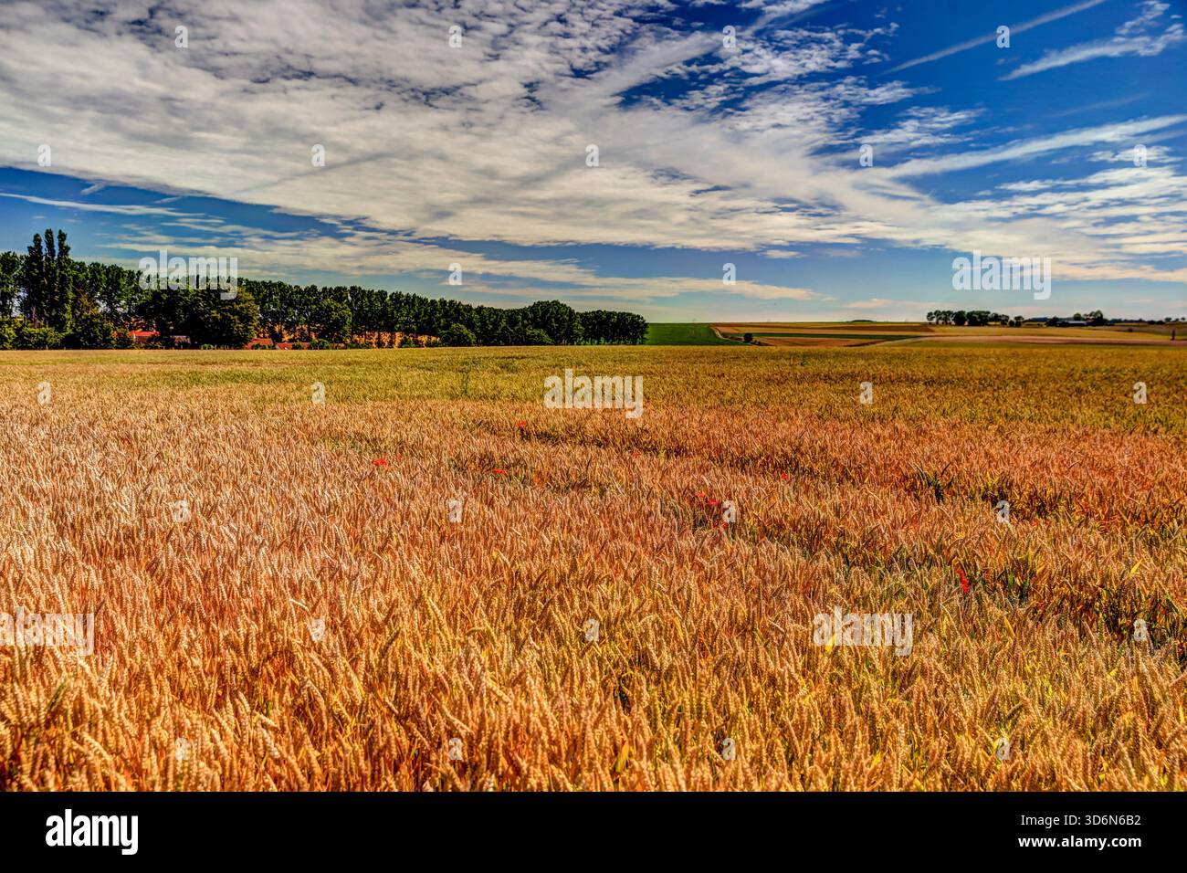 Fields near Thiepval in the Somme region of northern France, part of ...