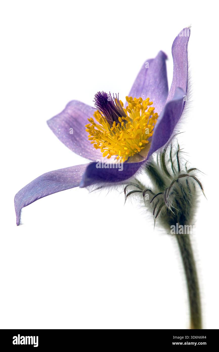 Greater pasque flower pulsatilla Cut Out Stock Images & Pictures - Alamy