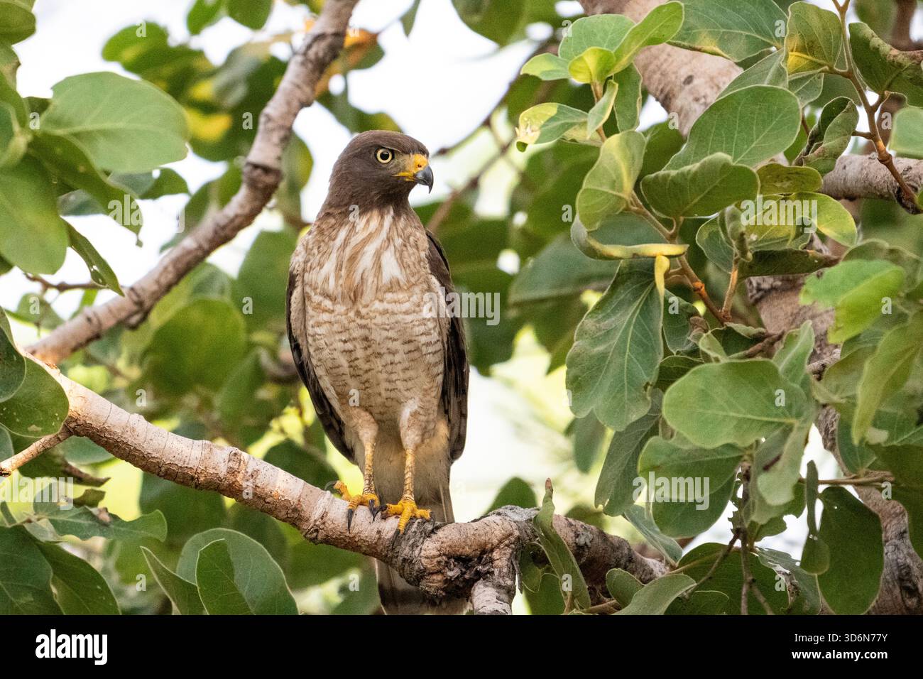 Beautiful view to roadside hawk in the Pantanal of Miranda Stock Photo ...