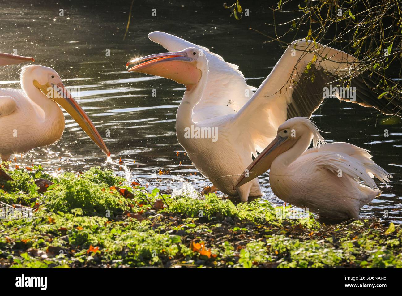 London, UK. 21st Nov, 2025. The park's resident troupe of six semi-wild ...