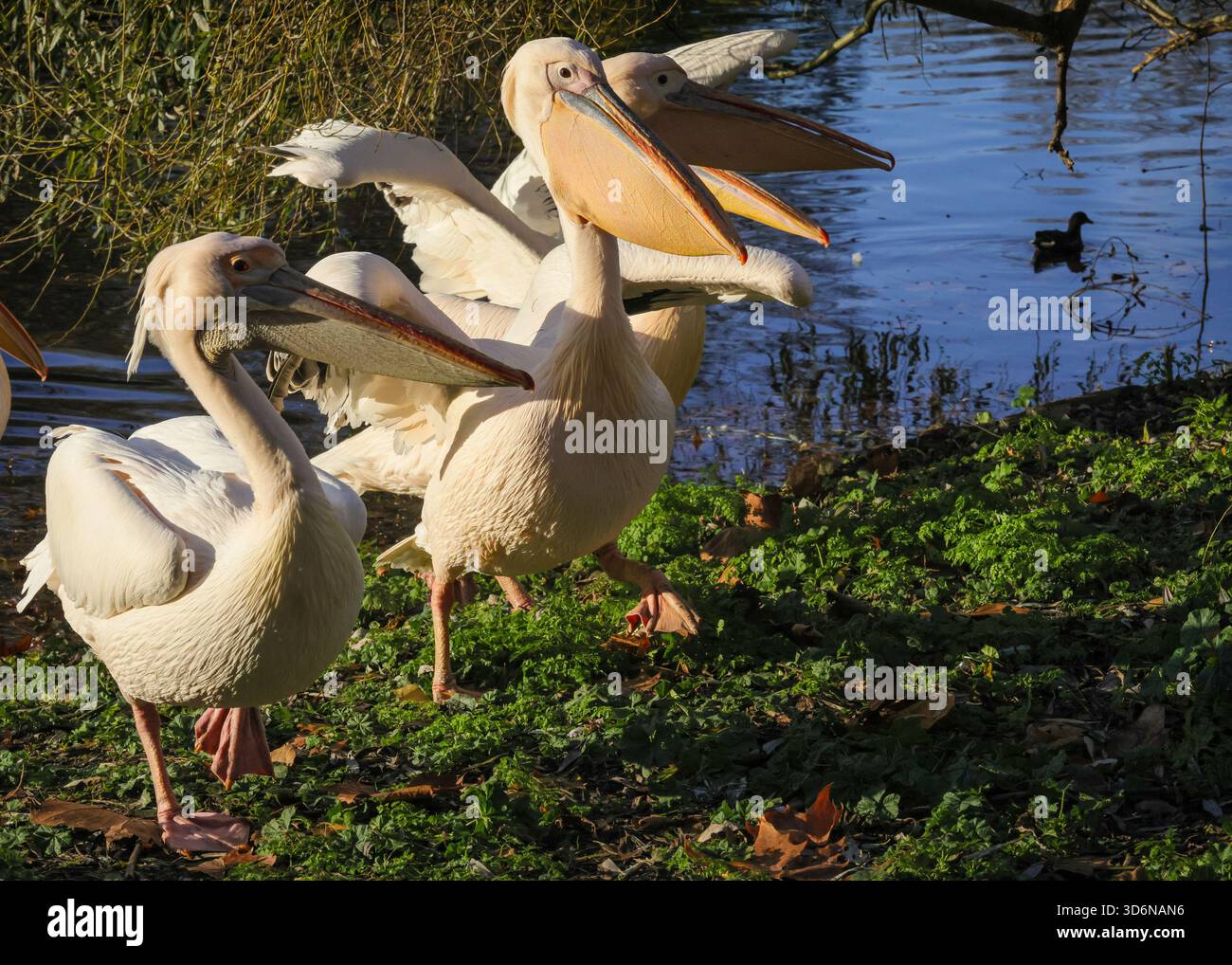 London, UK. 21st Nov, 2025. The park's resident troupe of six semi-wild ...