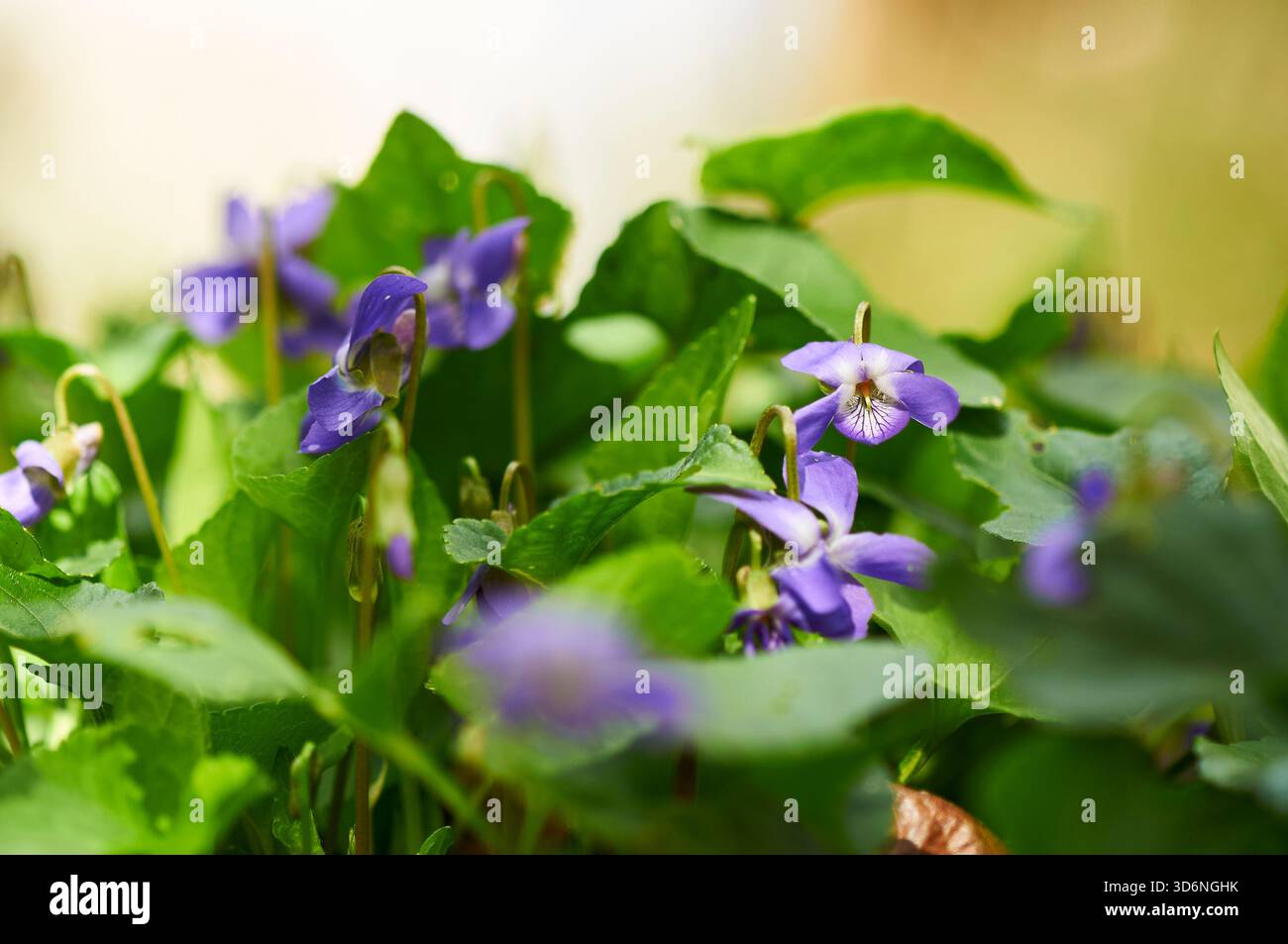 Group of wood violet (Viola odorata or Viola alba) plants with purple ...