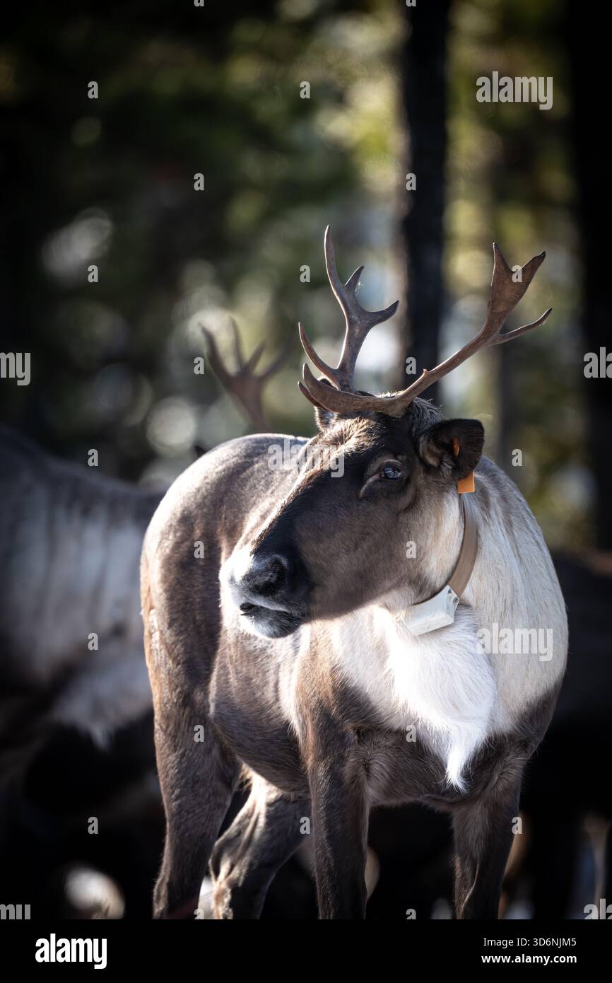 Threatened / Endangered Woodland Caribou (Rangifer tarandus caribou) in ...