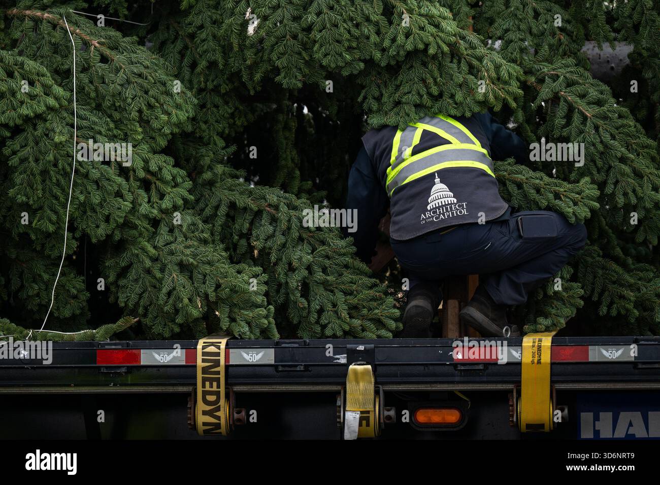 Workers untie the 2025 U.S. Capitol Christmas tree upon its arrival on ...