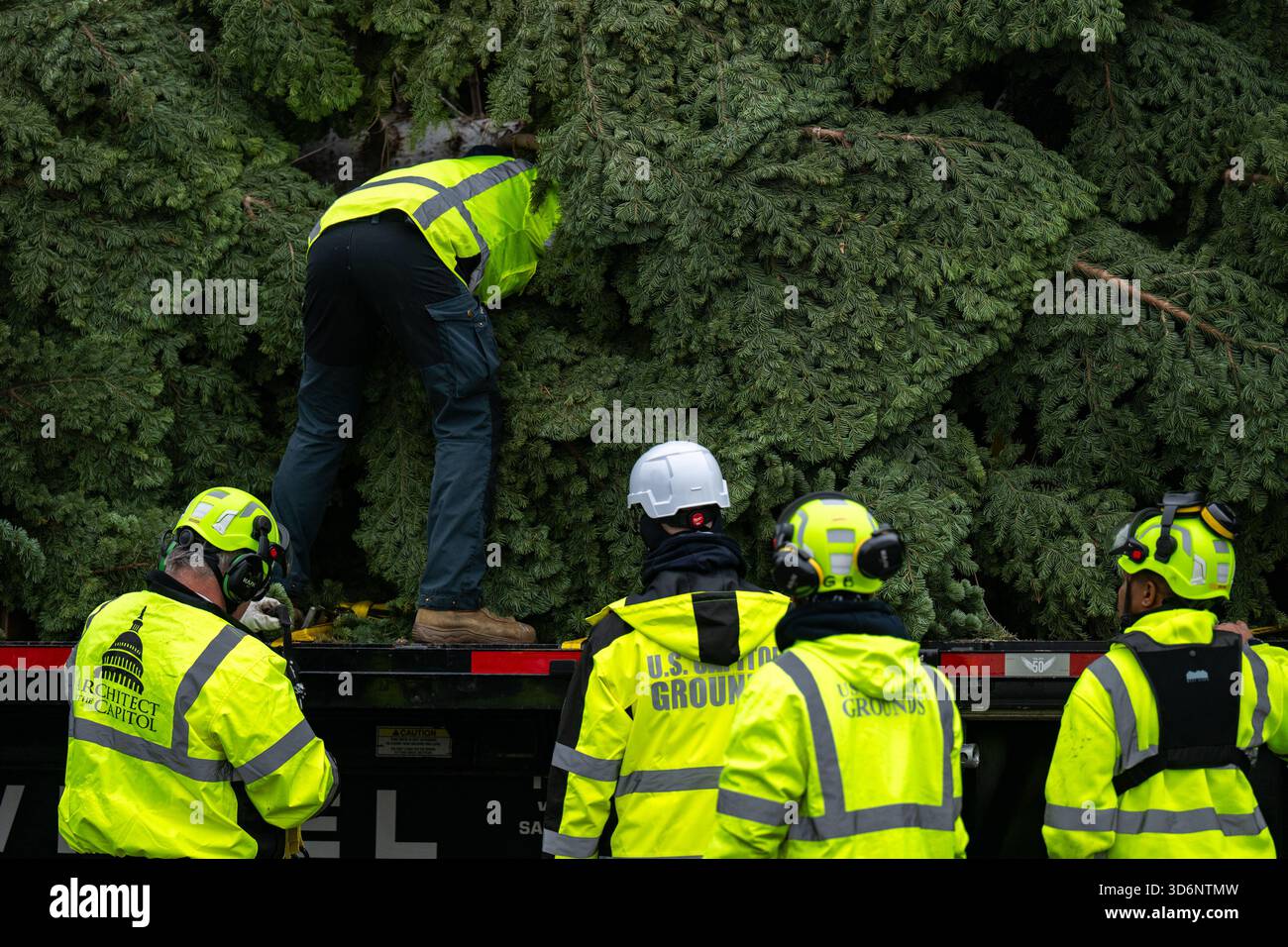 Workers untie the 2025 U.S. Capitol Christmas tree upon its arrival on ...