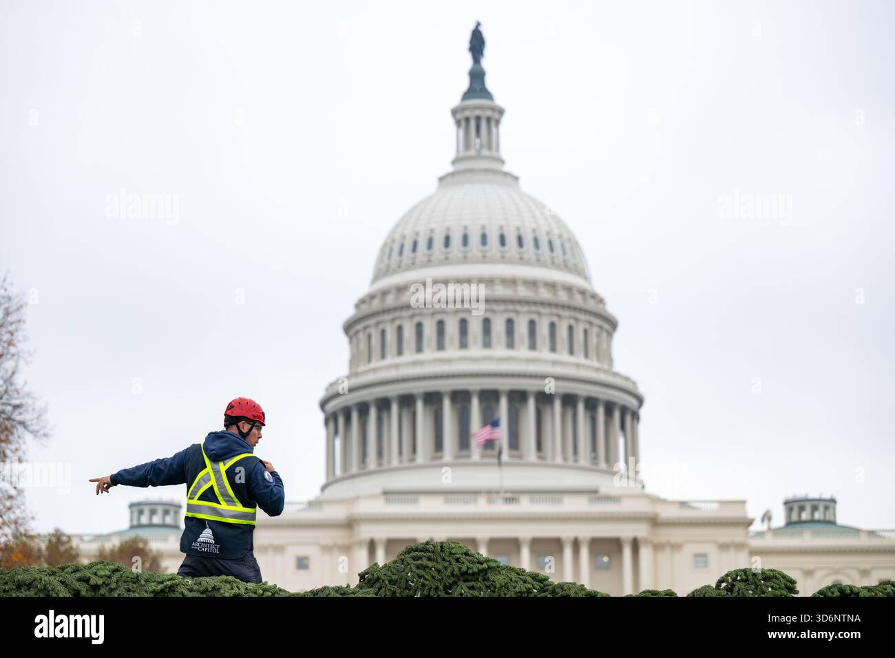 Workers untie the 2025 U.S. Capitol Christmas tree upon its arrival on ...