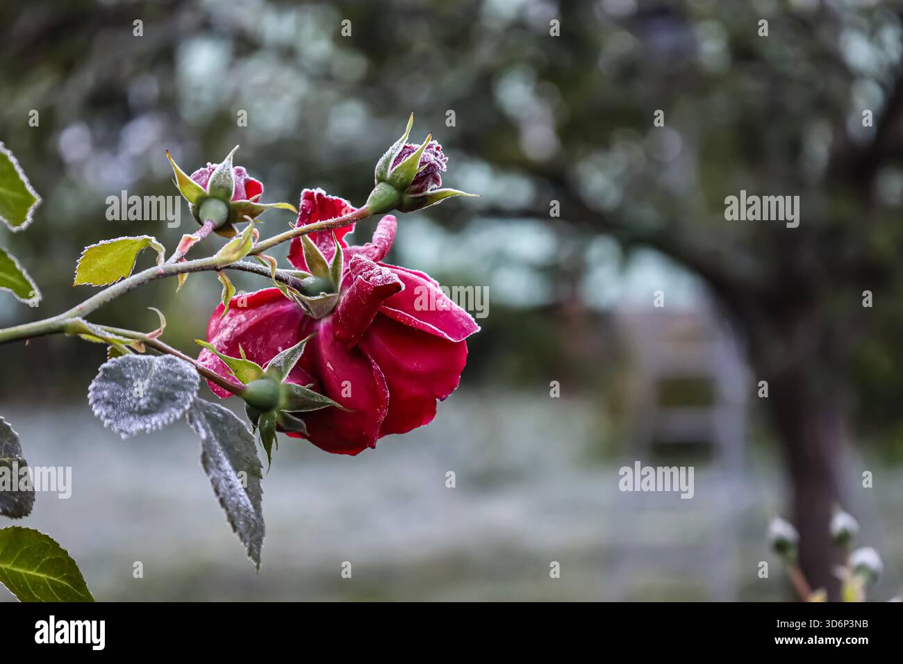 Frozen red rose with petals covered in ice crystals. The blurred ...