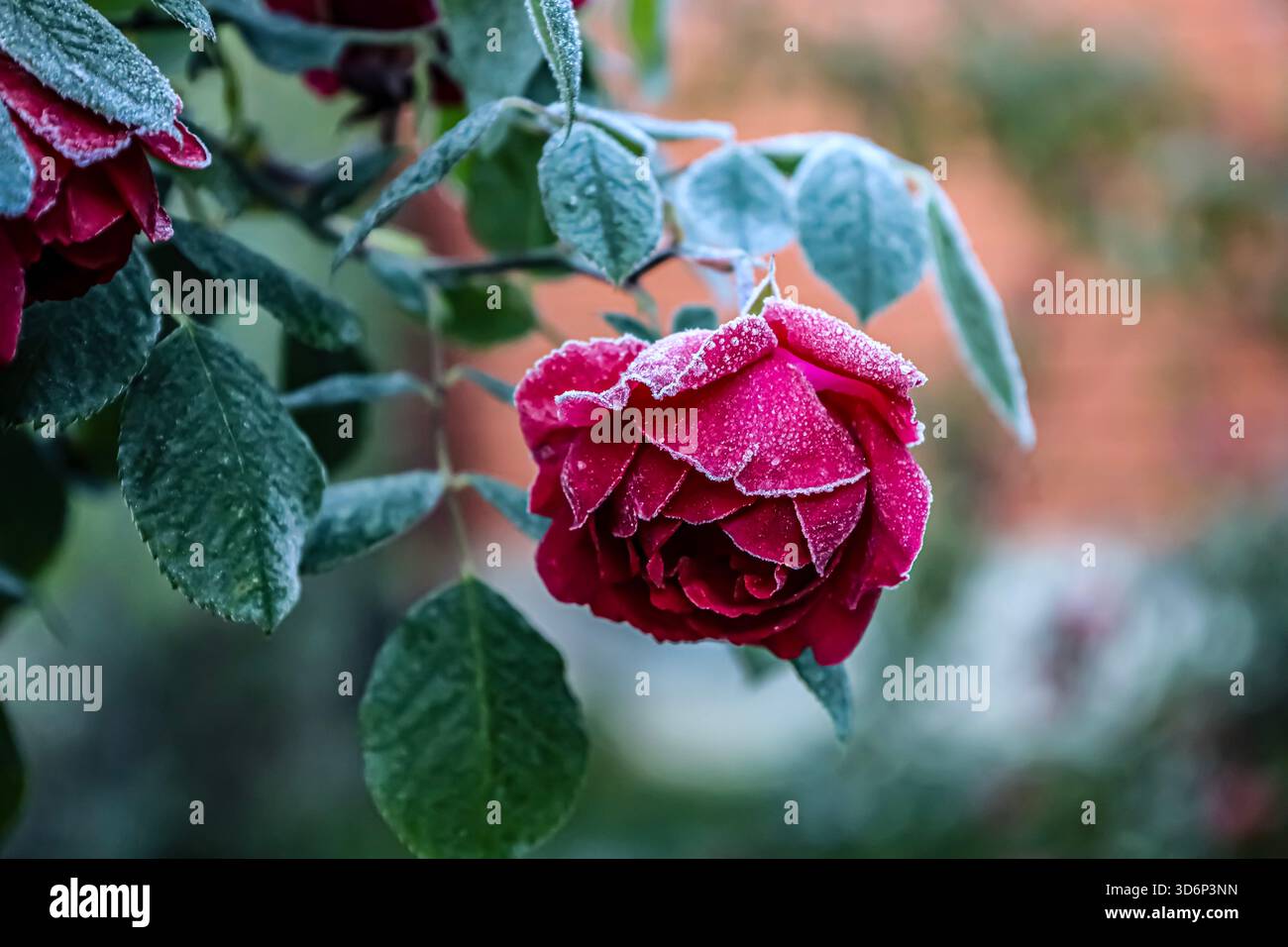Frostymacro hi-res stock photography and images - Alamy