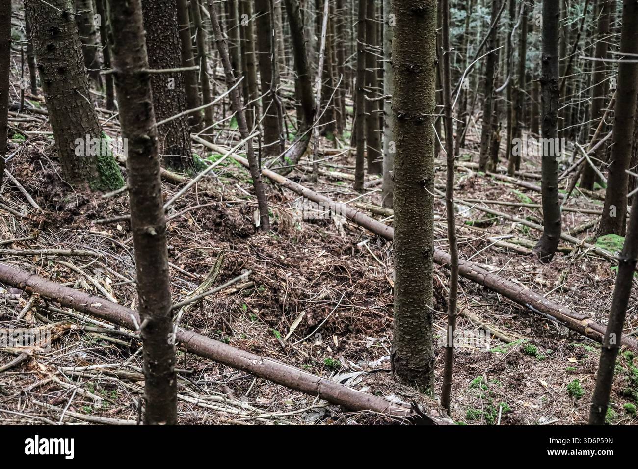 Forest after storm with numerous fallen trees, broken branches, and ...