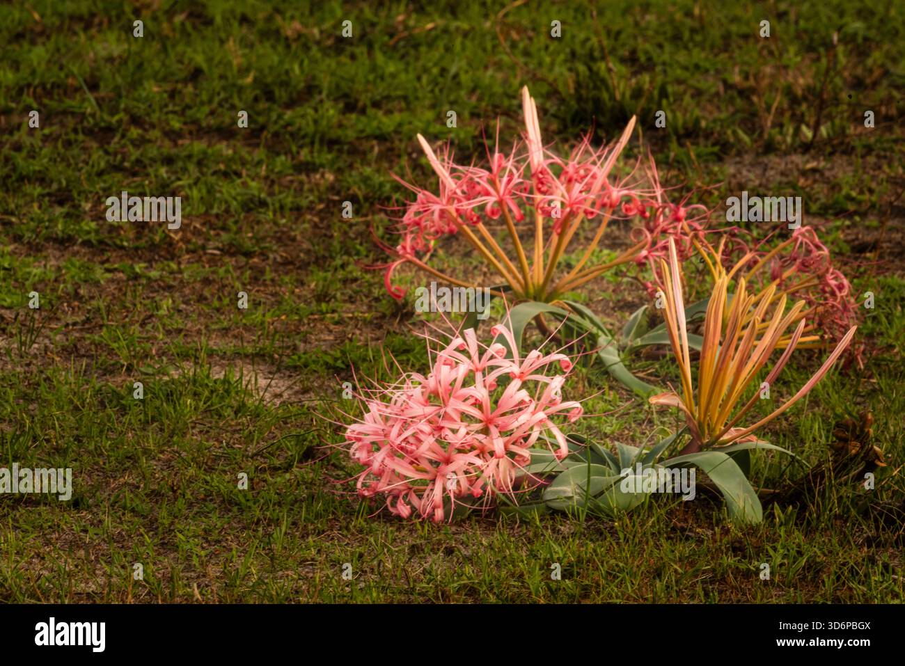 much of the savannah in NW Zambia is covered in beautiful pink flowers ...