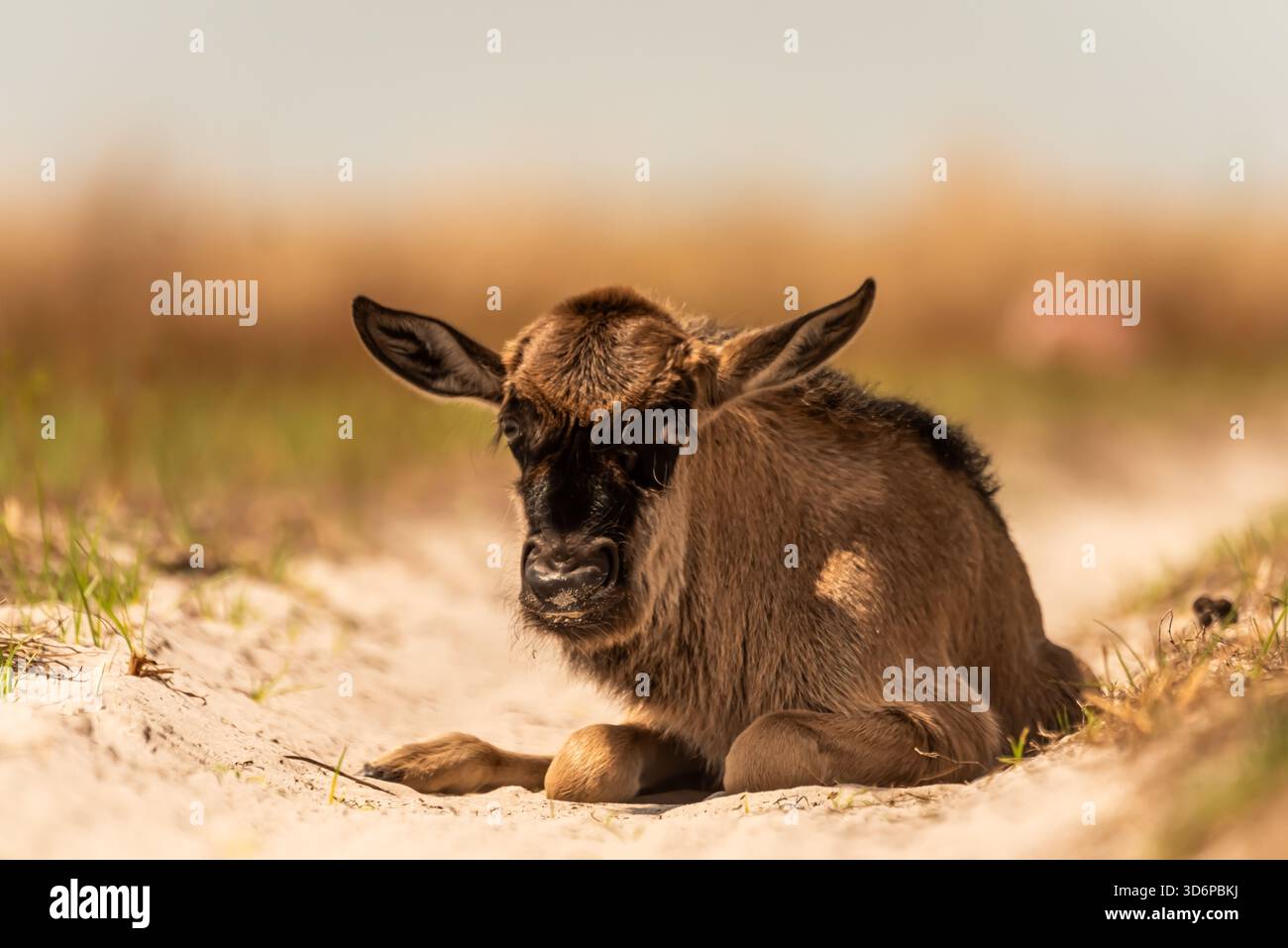 Wild wildebeest calf in zambian plains hi-res stock photography and ...
