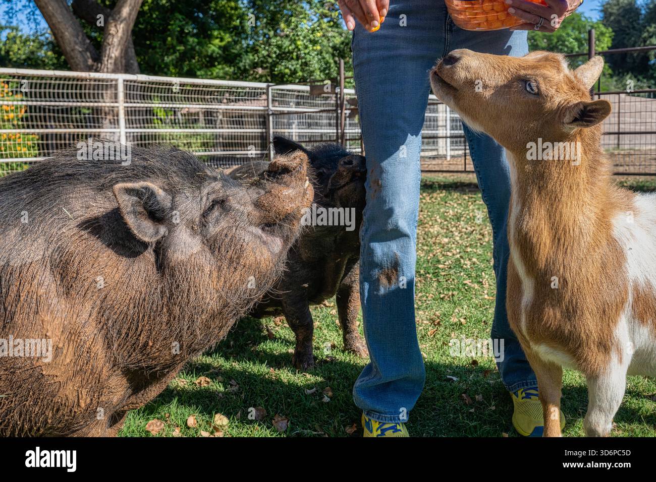 Rescue Pigs and Goats and their treats. Farm animals Stock Photo - Alamy