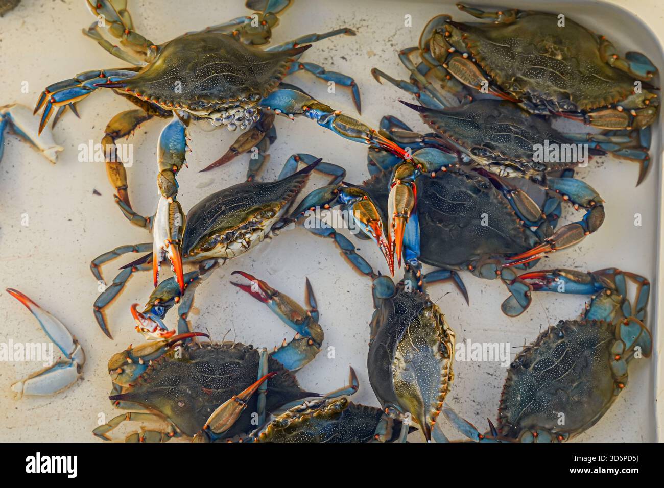 Large blue crabs packed in a simple box, viewed from above Stock Photo ...