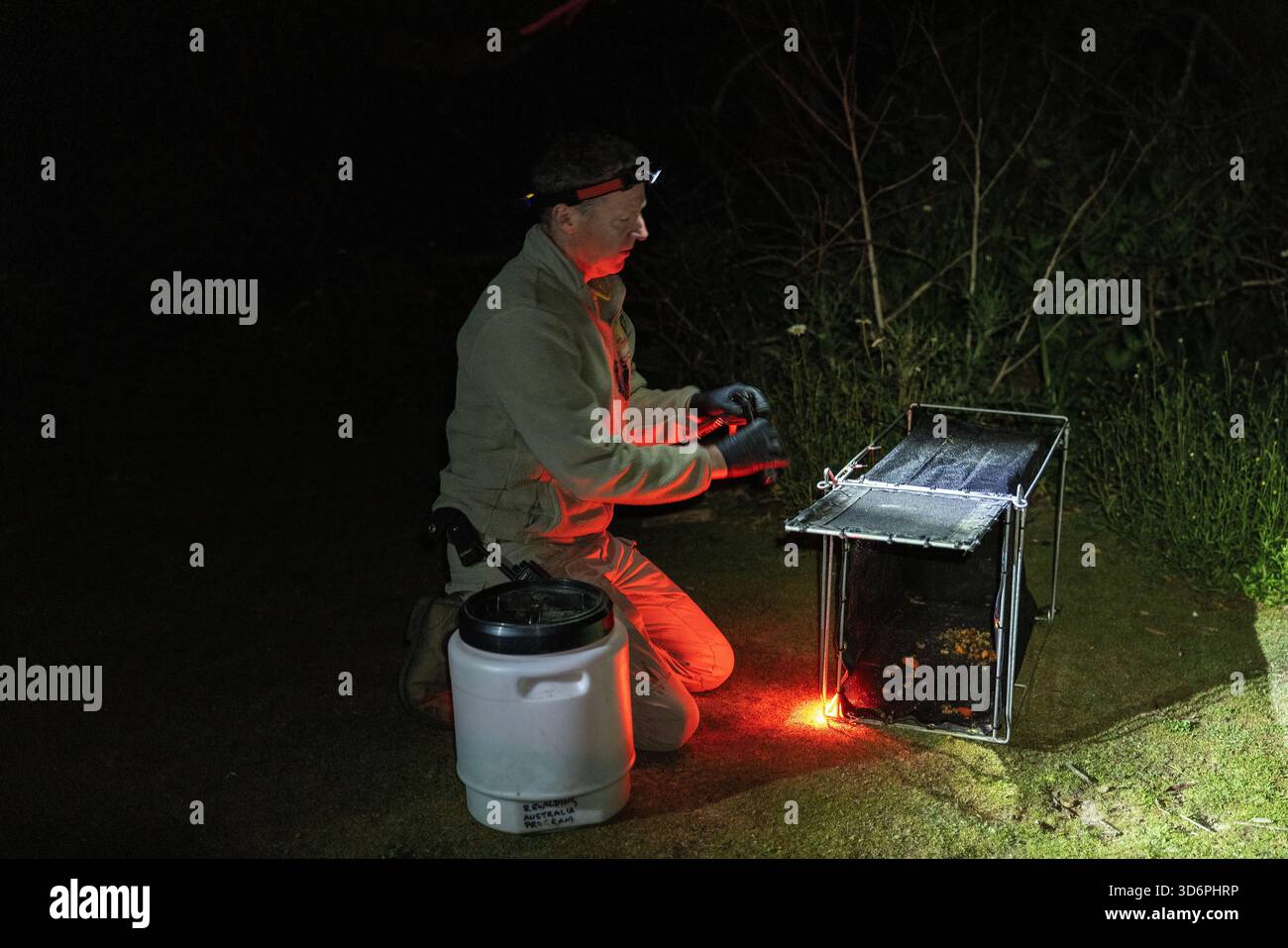 Rewilding Manager Rob Brewster sets traps to catch endangered Parma ...