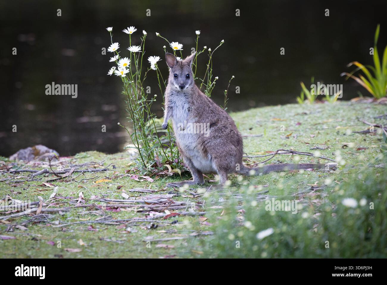 An endangered Parma wallaby grazes on a private property in Mount ...