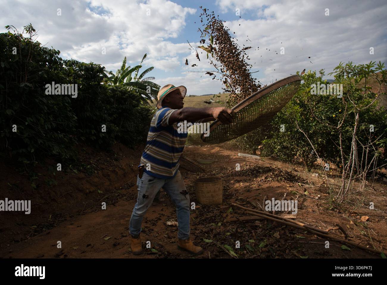 FILE - Coffee producer Jose Natal da Silva sifts coffee beans on his ...