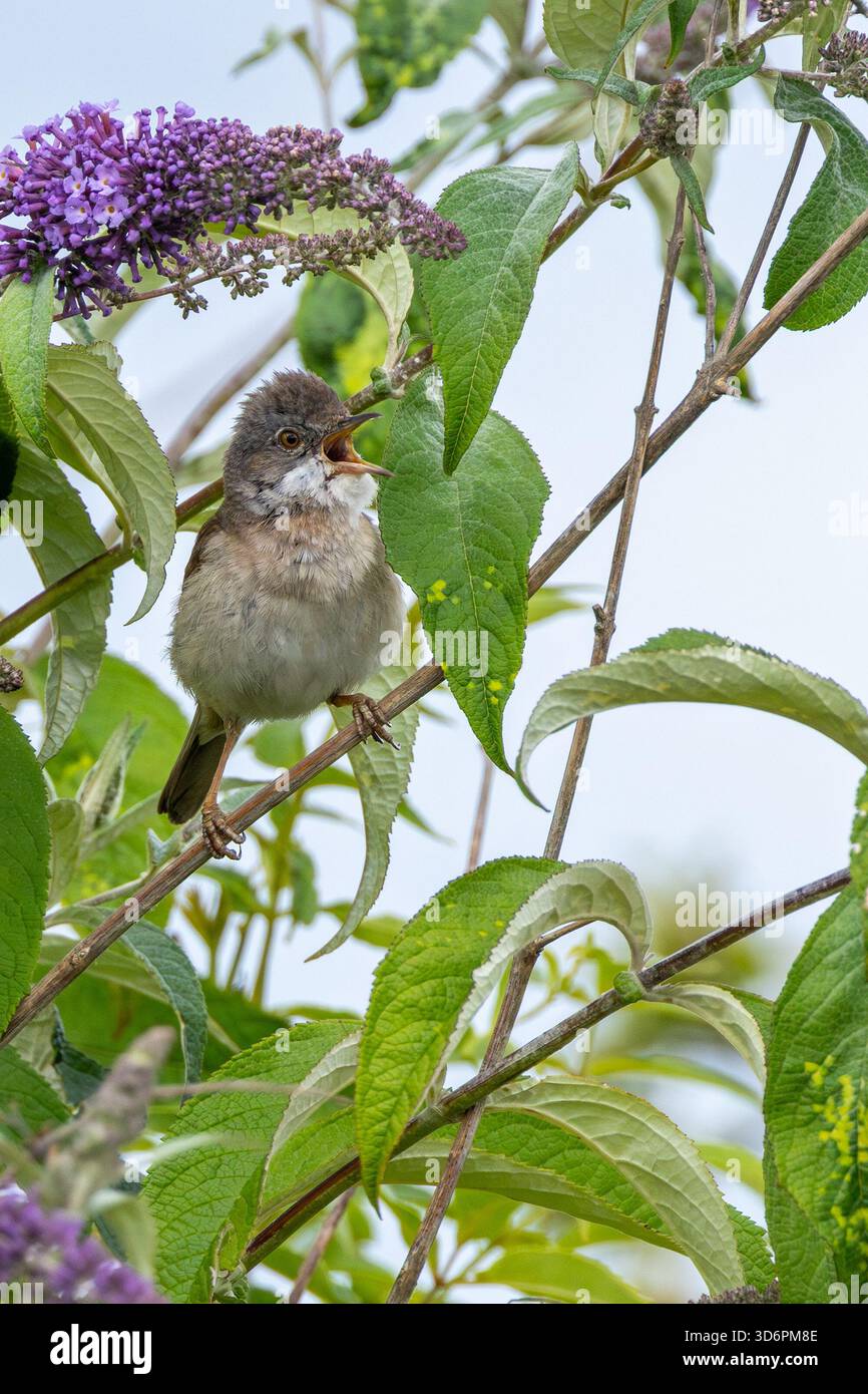 A Common Whitethroat (Curruca communis) feeding on insects and larvae ...