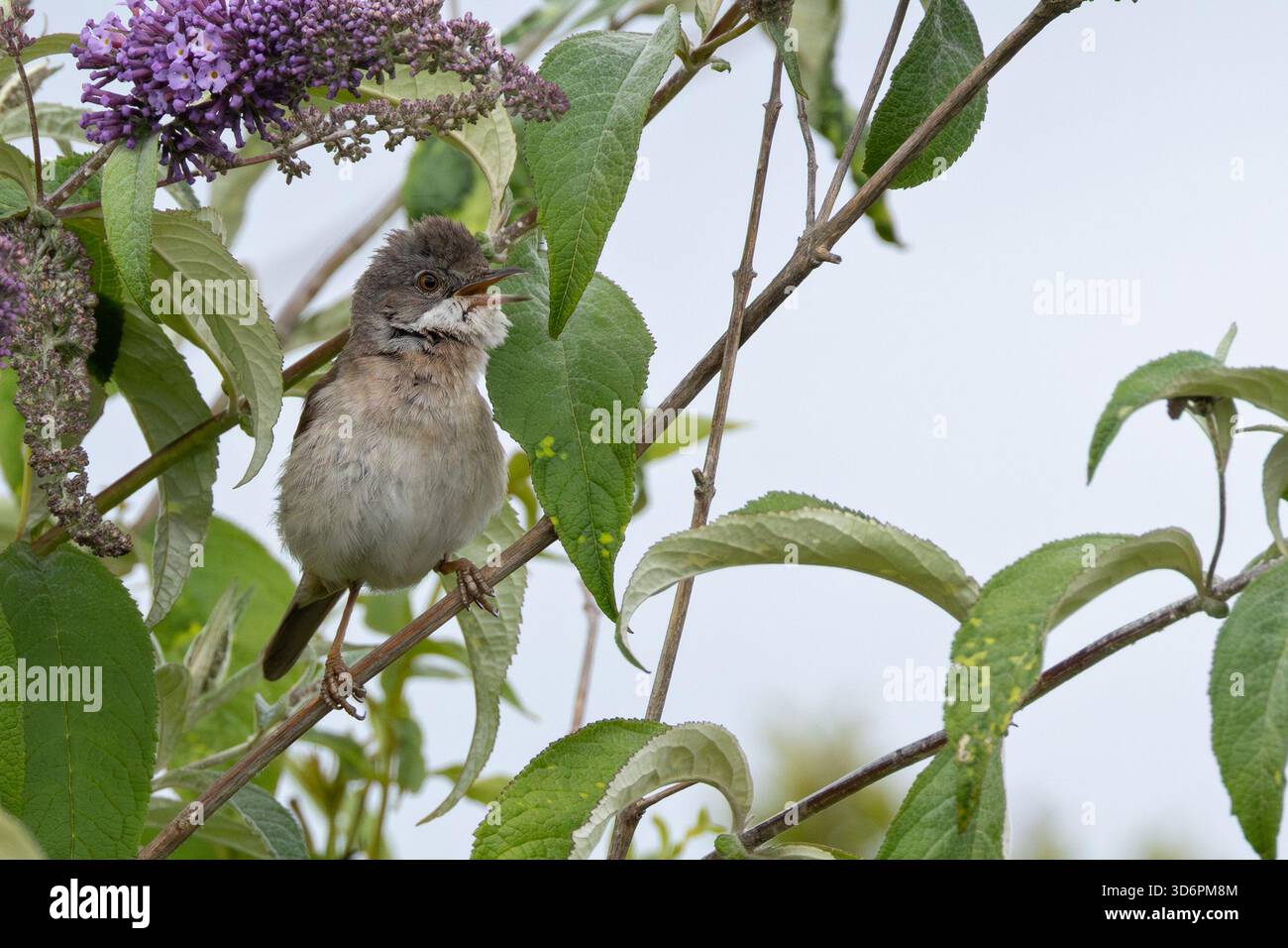 A Common Whitethroat (Curruca communis) feeding on insects and larvae ...