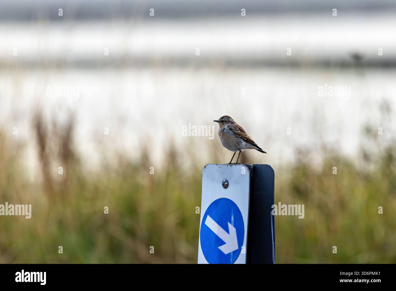 A juvenile Wheatear feeding on insects and small invertebrates ...