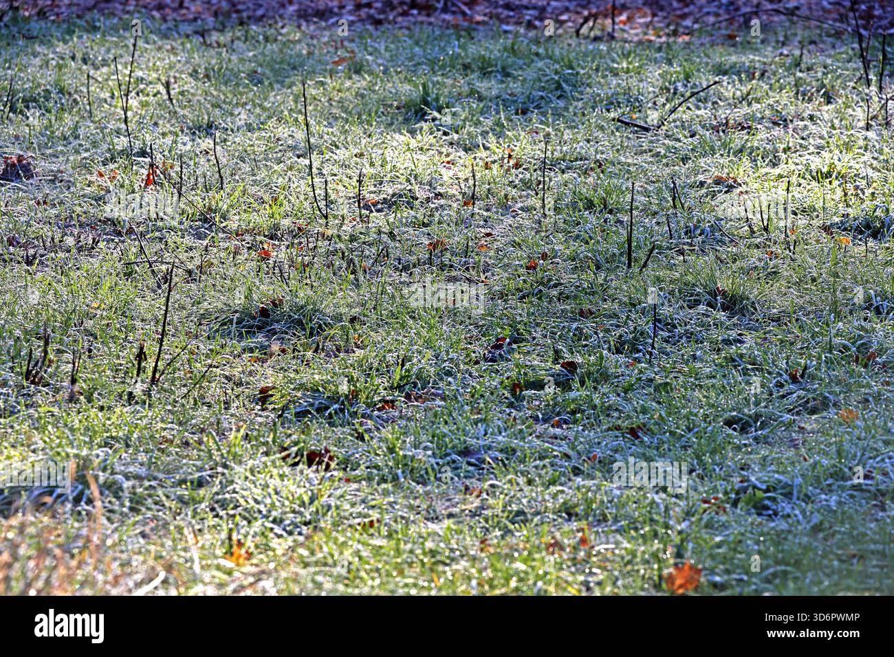 Reifablagerung in der Landschaft Reif auf der Vegetation in der ...