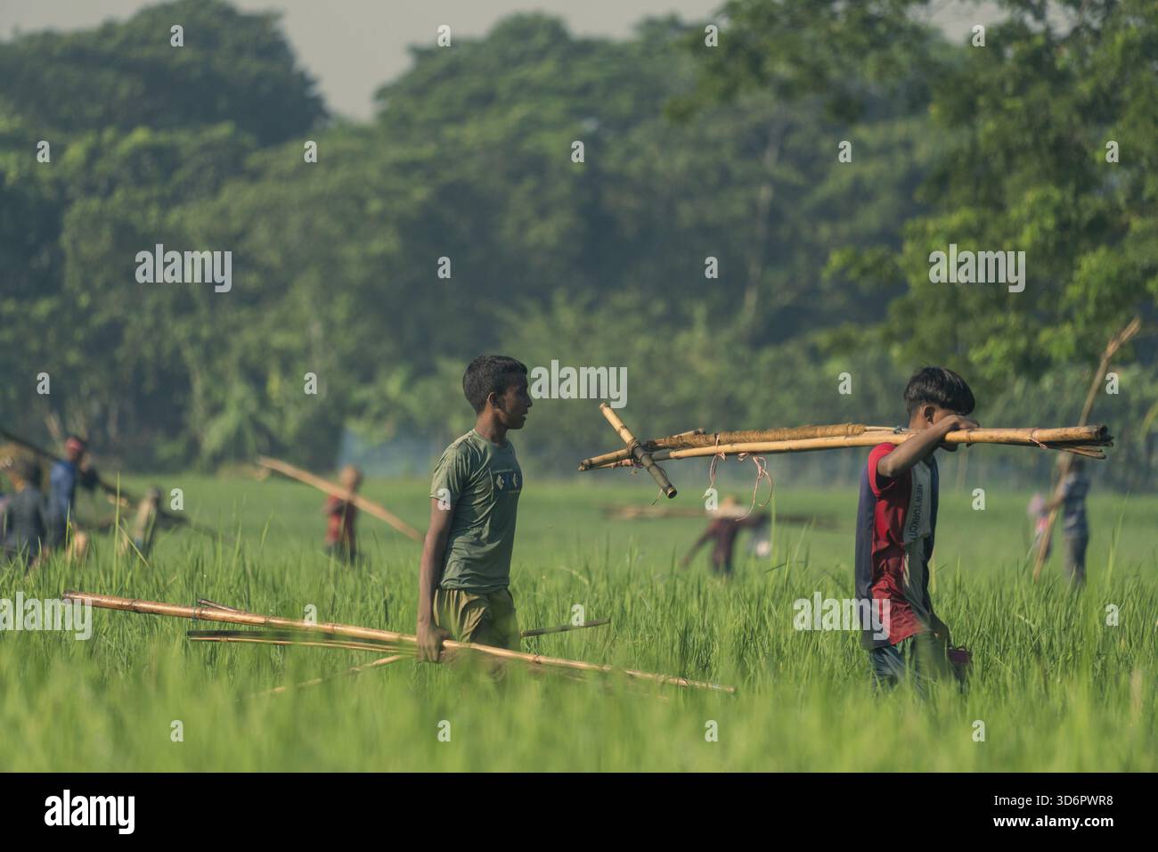 Two young workers walking through a field carrying bamboo poles ...