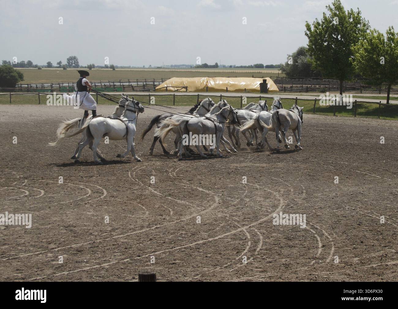 Presentation horses carriage animal hi-res stock photography and images ...