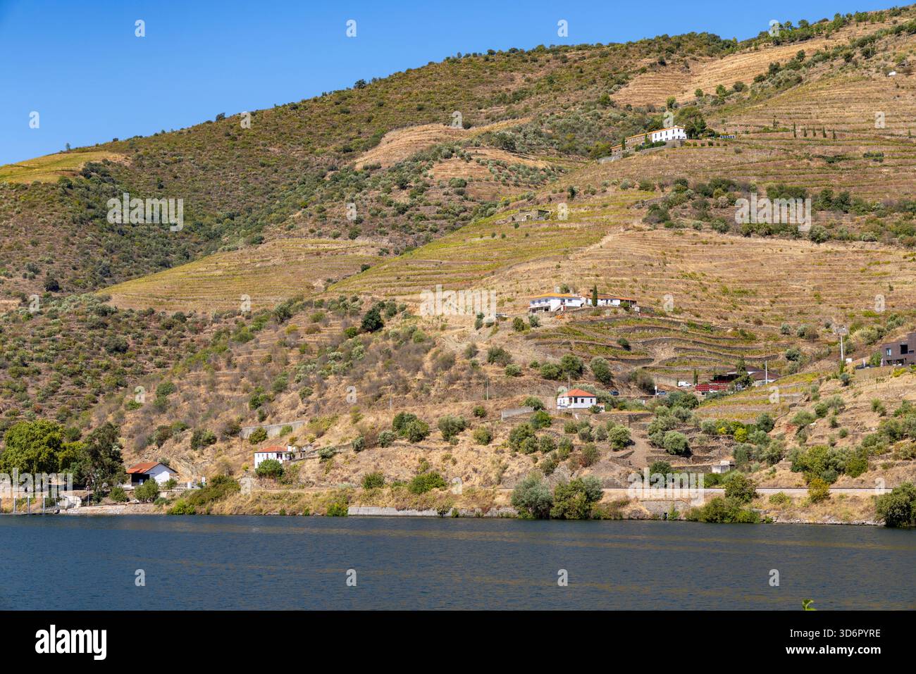 Douro valley wine region and vineyards, Menin Douro estates beside the ...