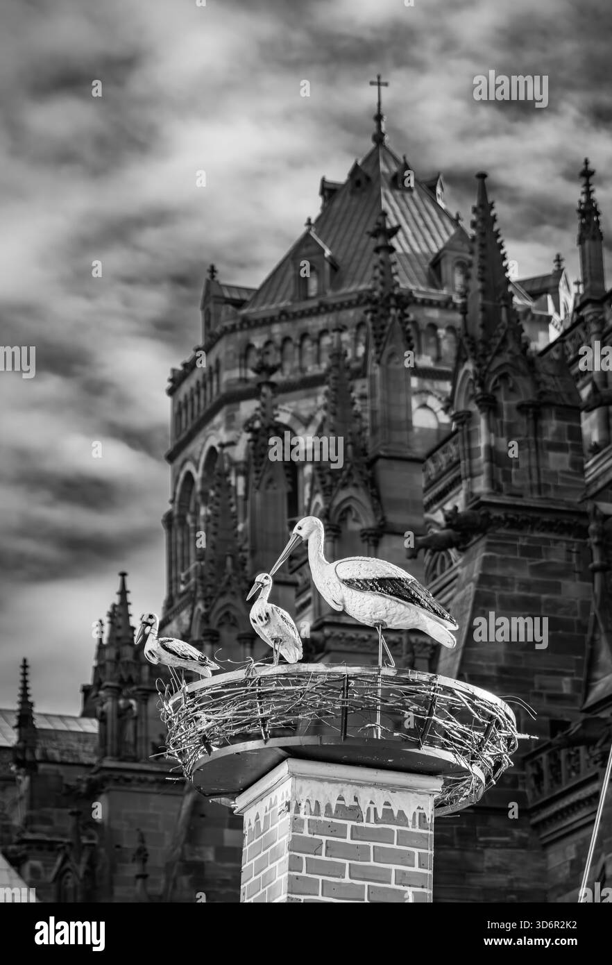 Bird stand Black and White Stock Photos & Images - Alamy