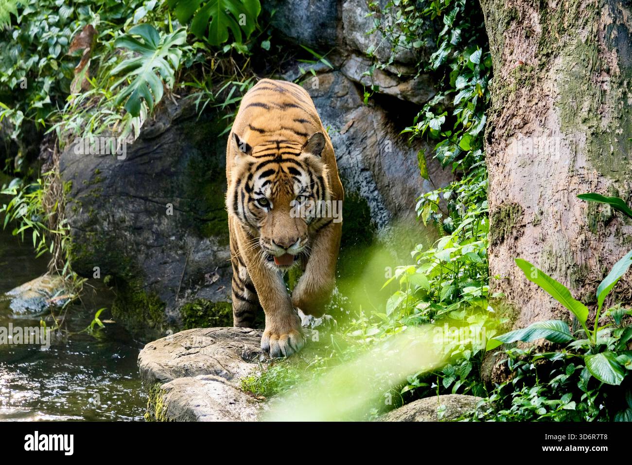 Malayan tiger hi-res stock photography and images - Alamy