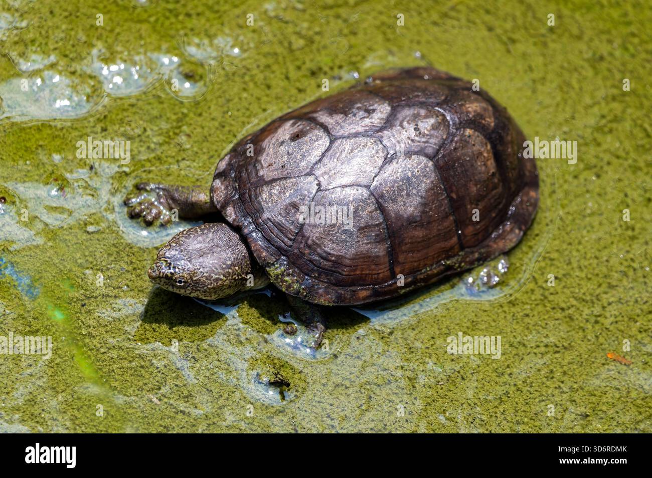 Still life turtle hi-res stock photography and images - Alamy