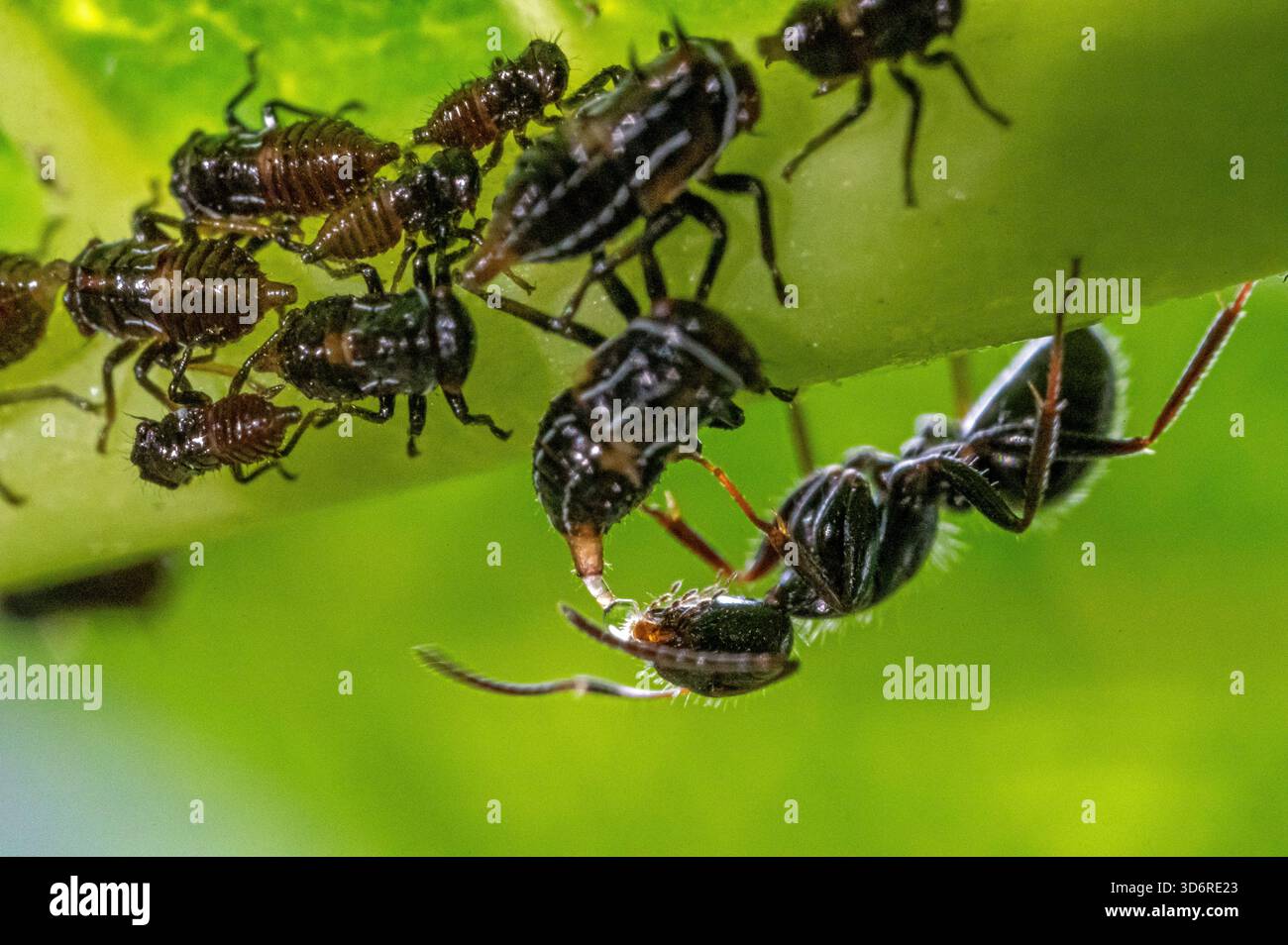 Pest behavior hi-res stock photography and images - Alamy