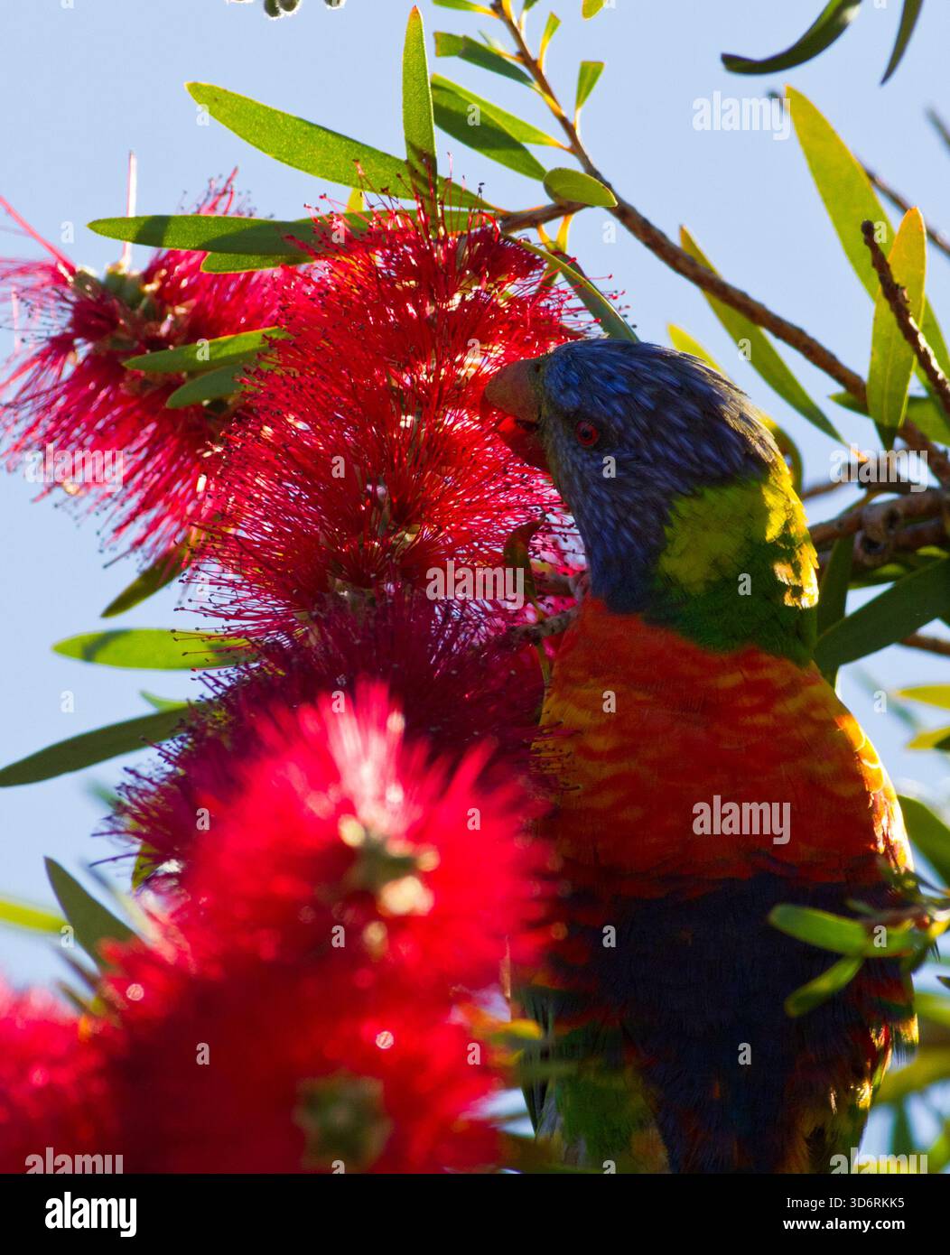 An Australian native Rainbow Lorikeet feeds on the nectar of and ...