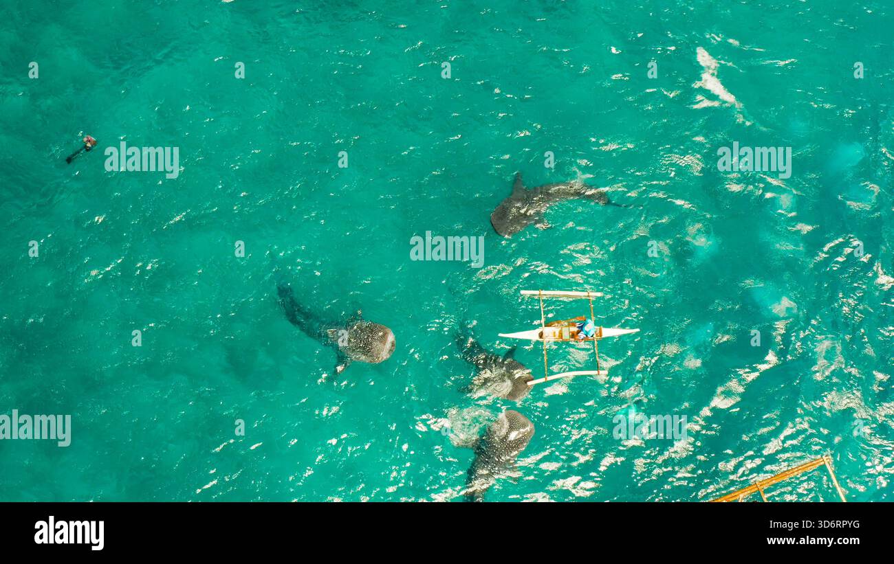 People snorkeling and and watch whale sharks from above. Oslob, a ...